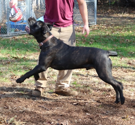 Sleeping Giant Cane Corso