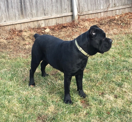 Sleeping Giant Cane Corso
